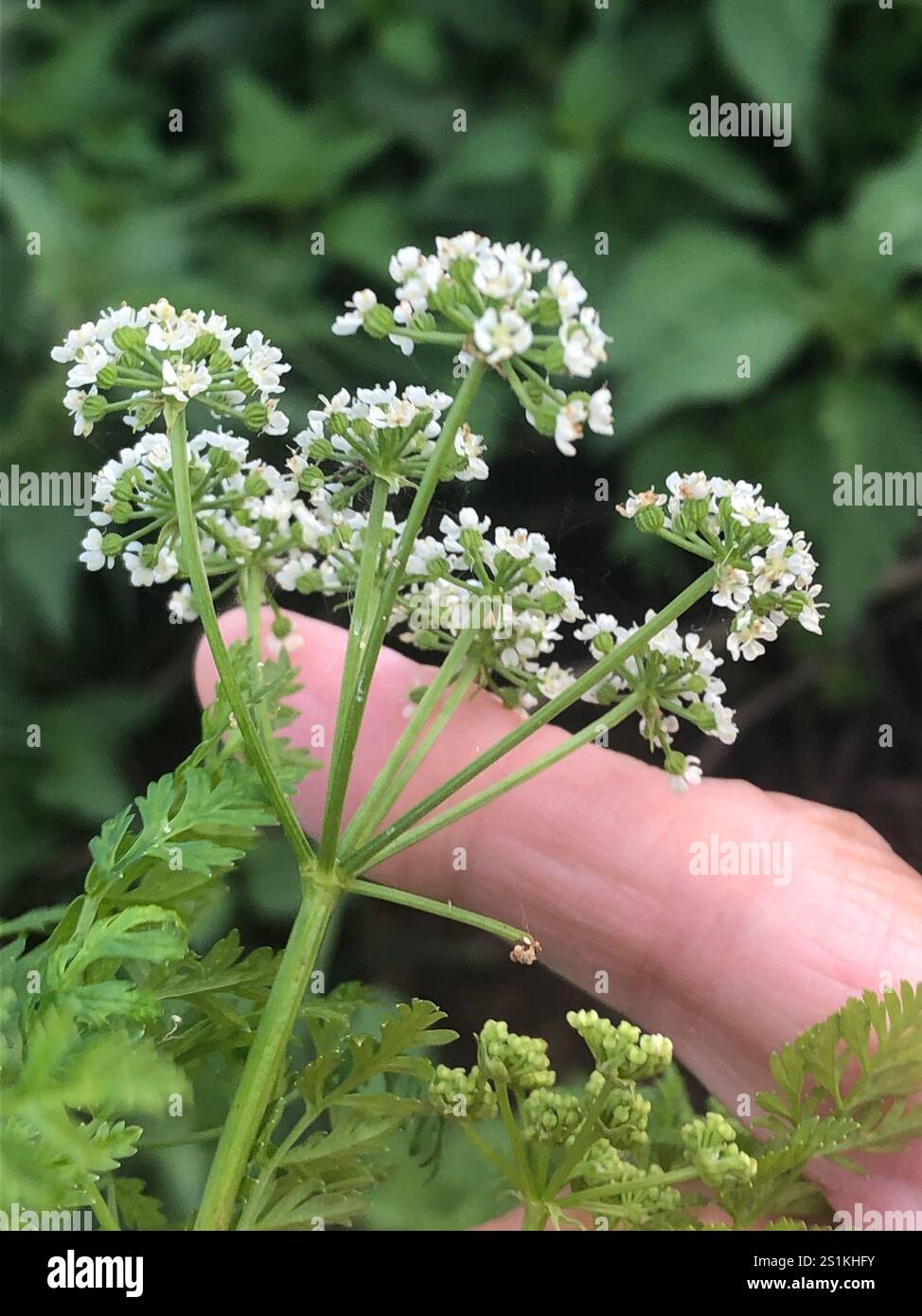 poison hemlock (Conium maculatum Stock Photo - Alamy
