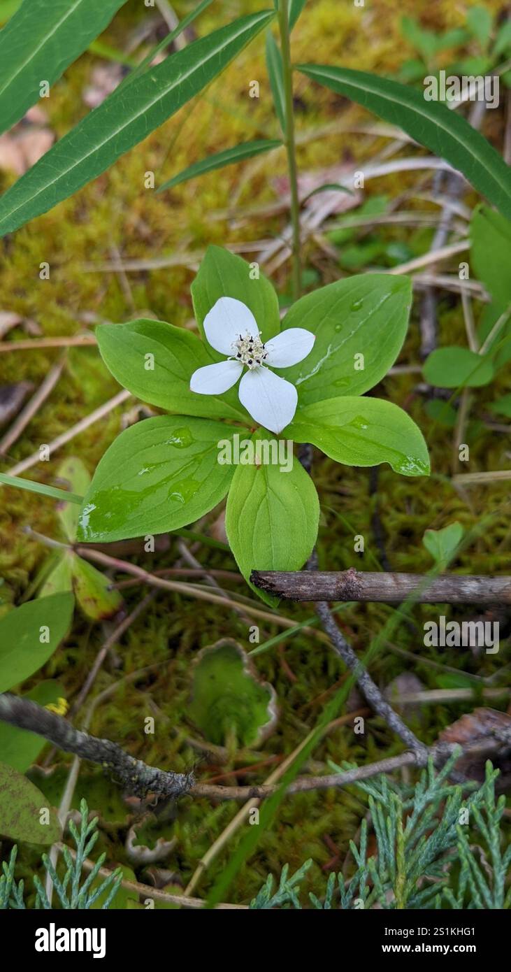 Canadian bunchberry (Cornus canadensis Stock Photo - Alamy