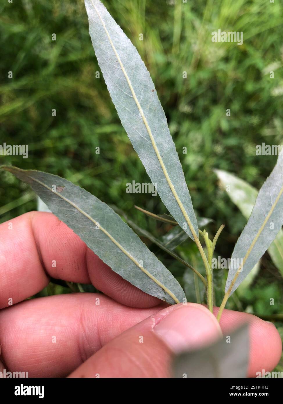 meadow willow (Salix petiolaris Stock Photo - Alamy