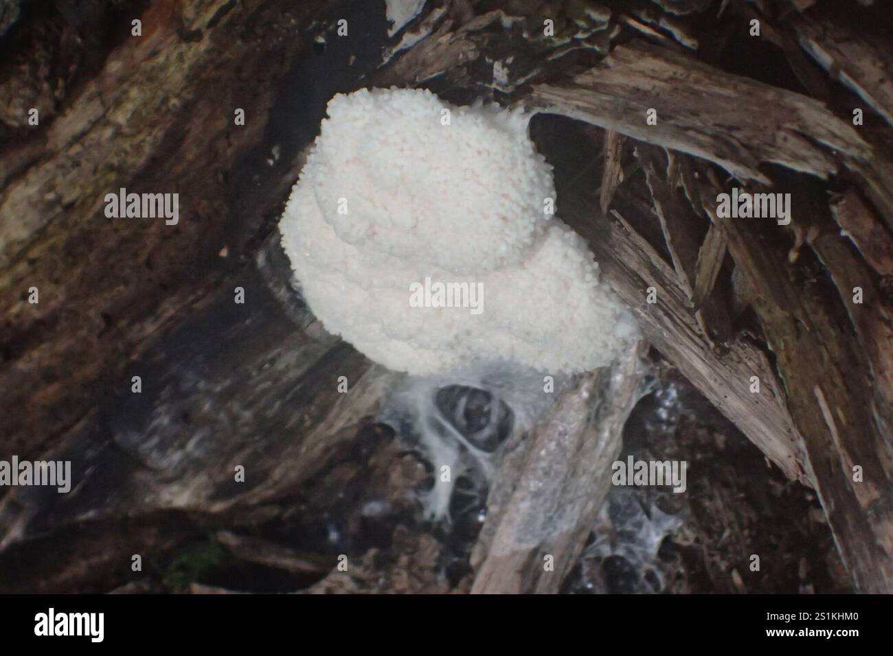 Tapioca Slime Mold (Brefeldia maxima Stock Photo - Alamy