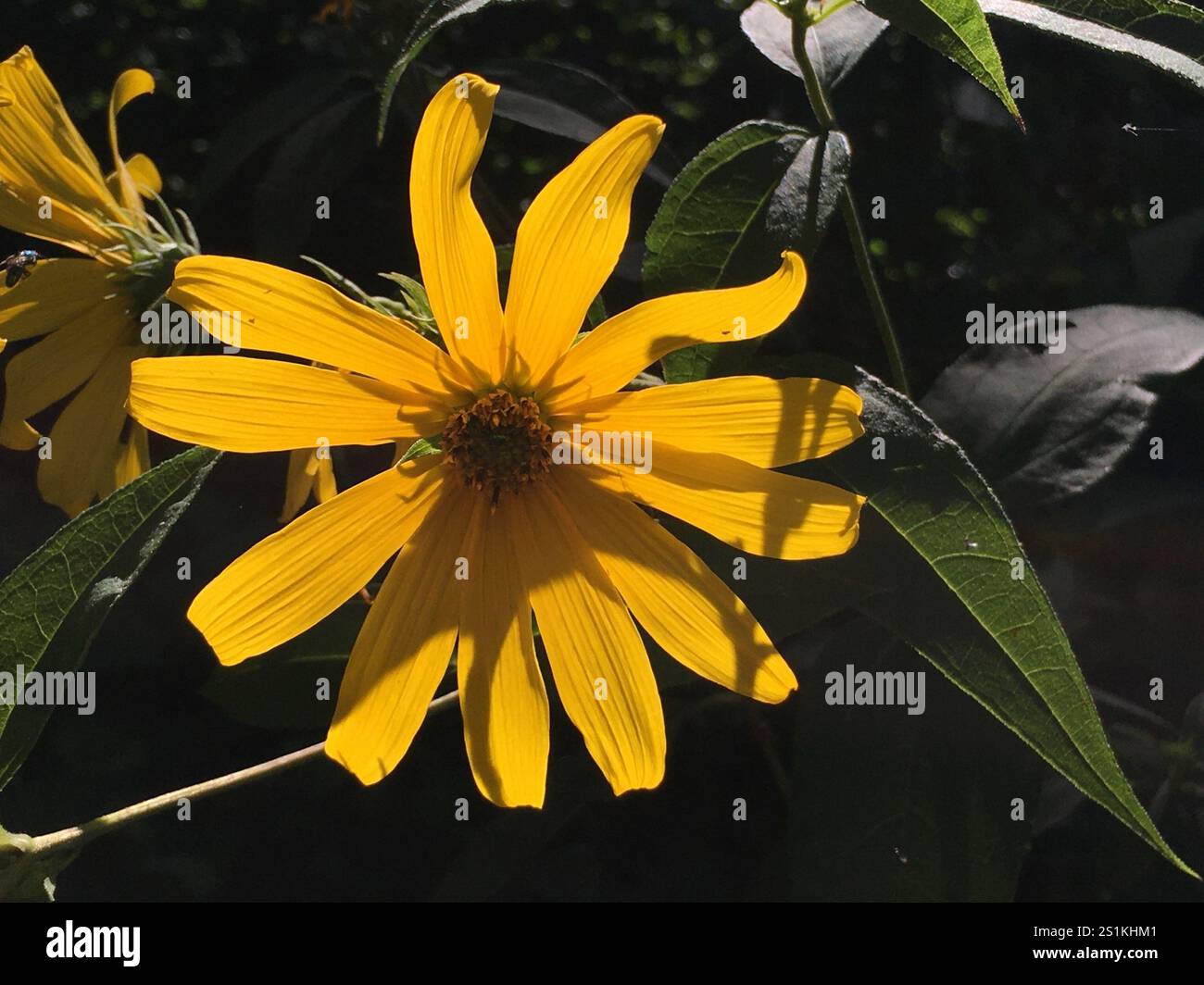 stiff-hair sunflower (Helianthus hirsutus Stock Photo - Alamy
