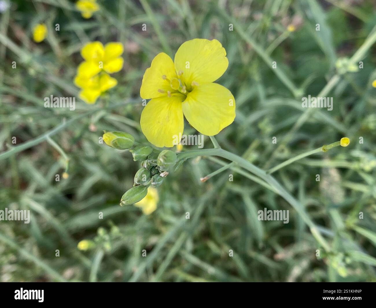 Perennial Wall-rocket (Diplotaxis tenuifolia Stock Photo - Alamy