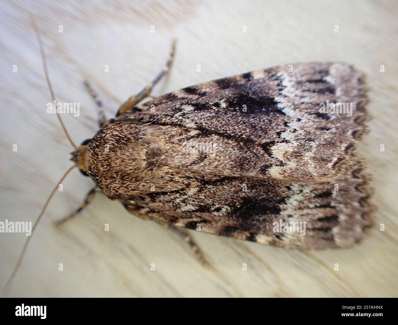 Eurasian Copper Underwing Complex (Amphipyra pyramidea Stock Photo - Alamy
