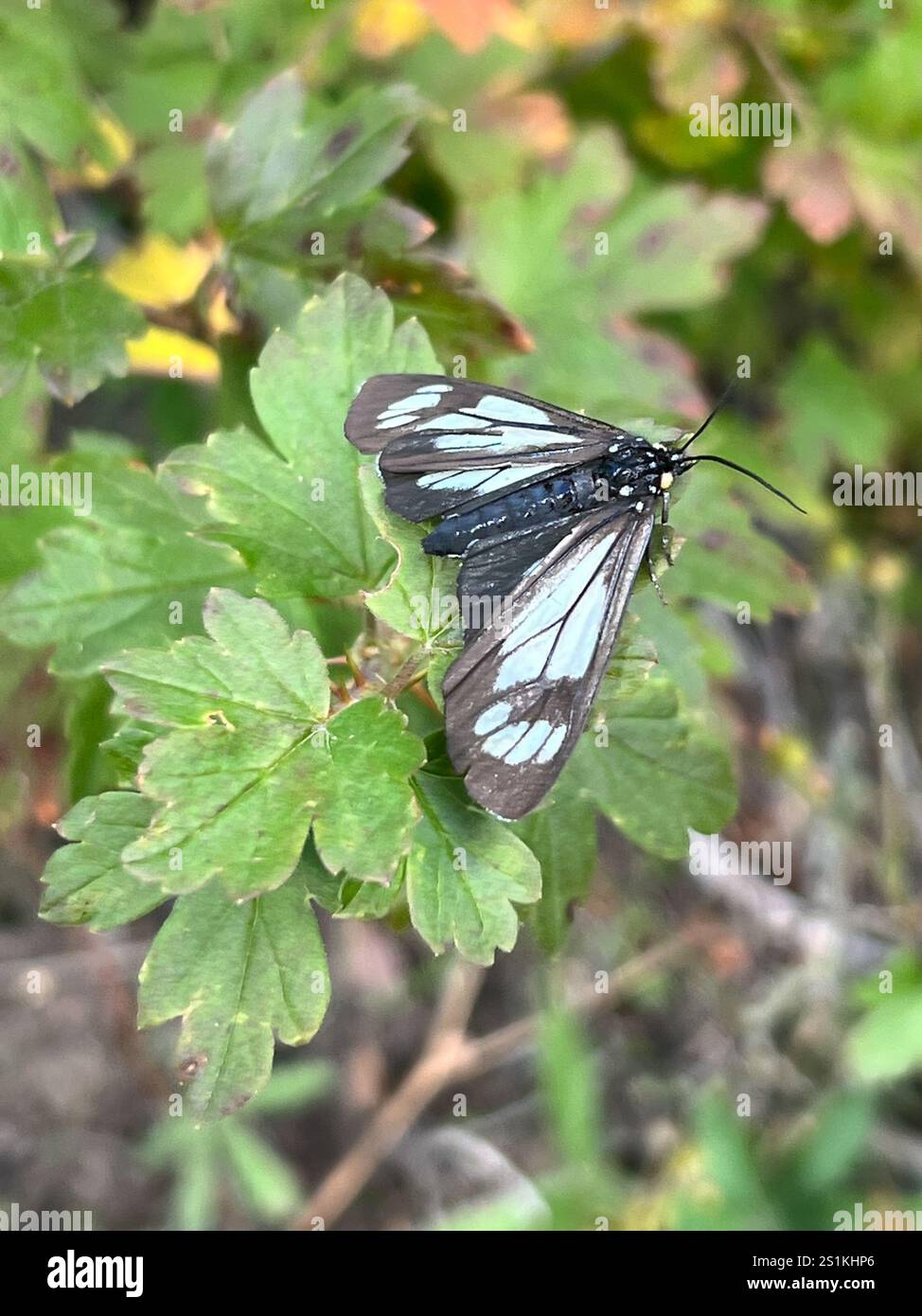 Police Car Moth (Gnophaela vermiculata Stock Photo - Alamy