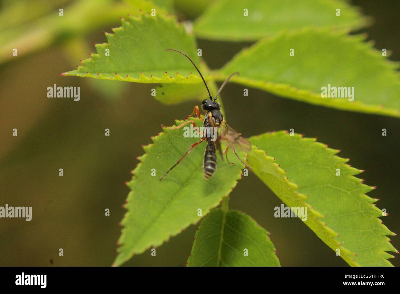 Ichneumonid and Braconid Wasps (Ichneumonoidea Stock Photo - Alamy