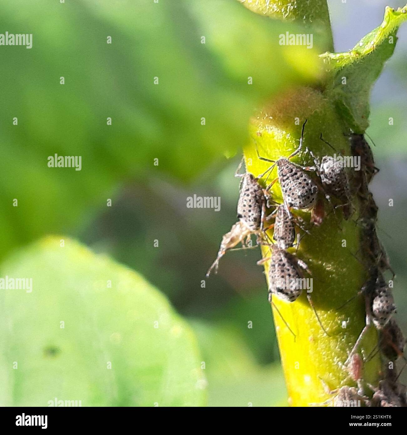 Giant Willow Aphid (Tuberolachnus salignus Stock Photo - Alamy