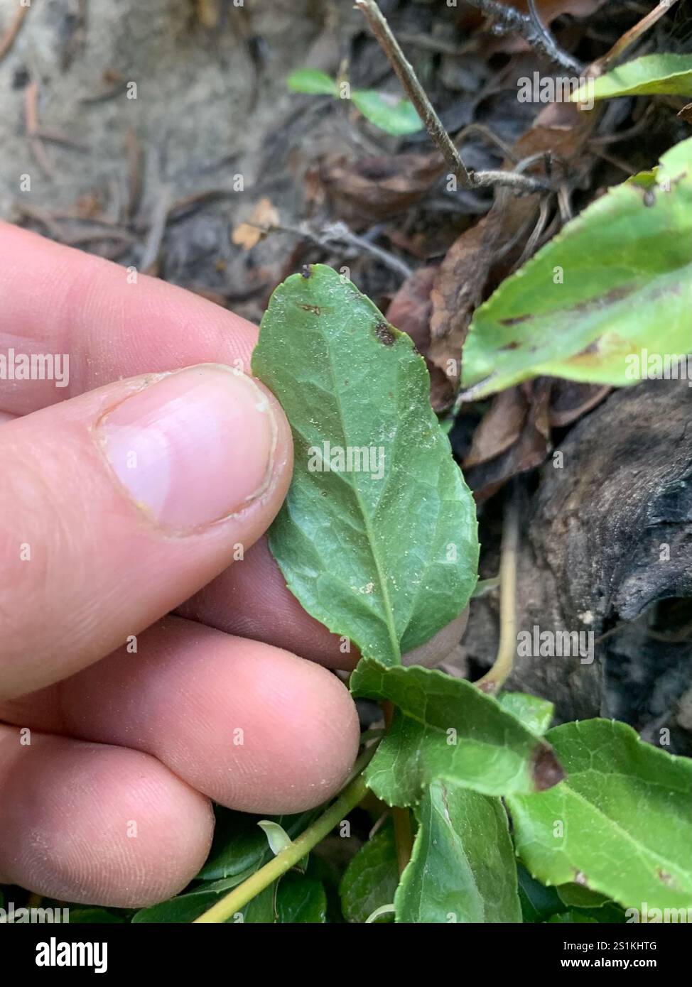 one-sided wintergreen (Orthilia secunda Stock Photo - Alamy