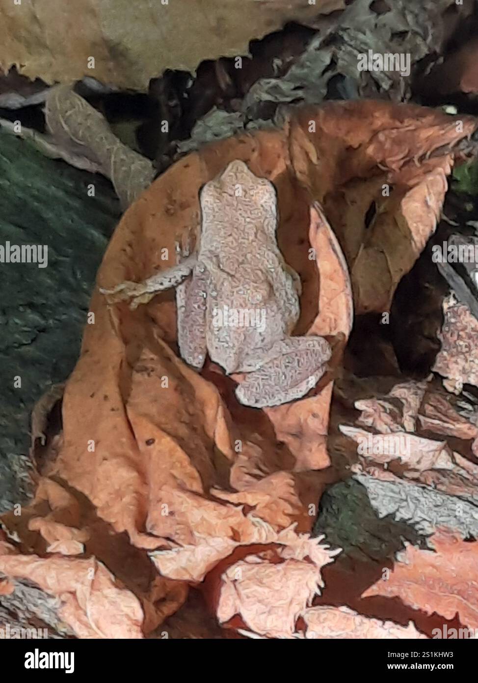 Spring Peeper (Pseudacris crucifer Stock Photo - Alamy