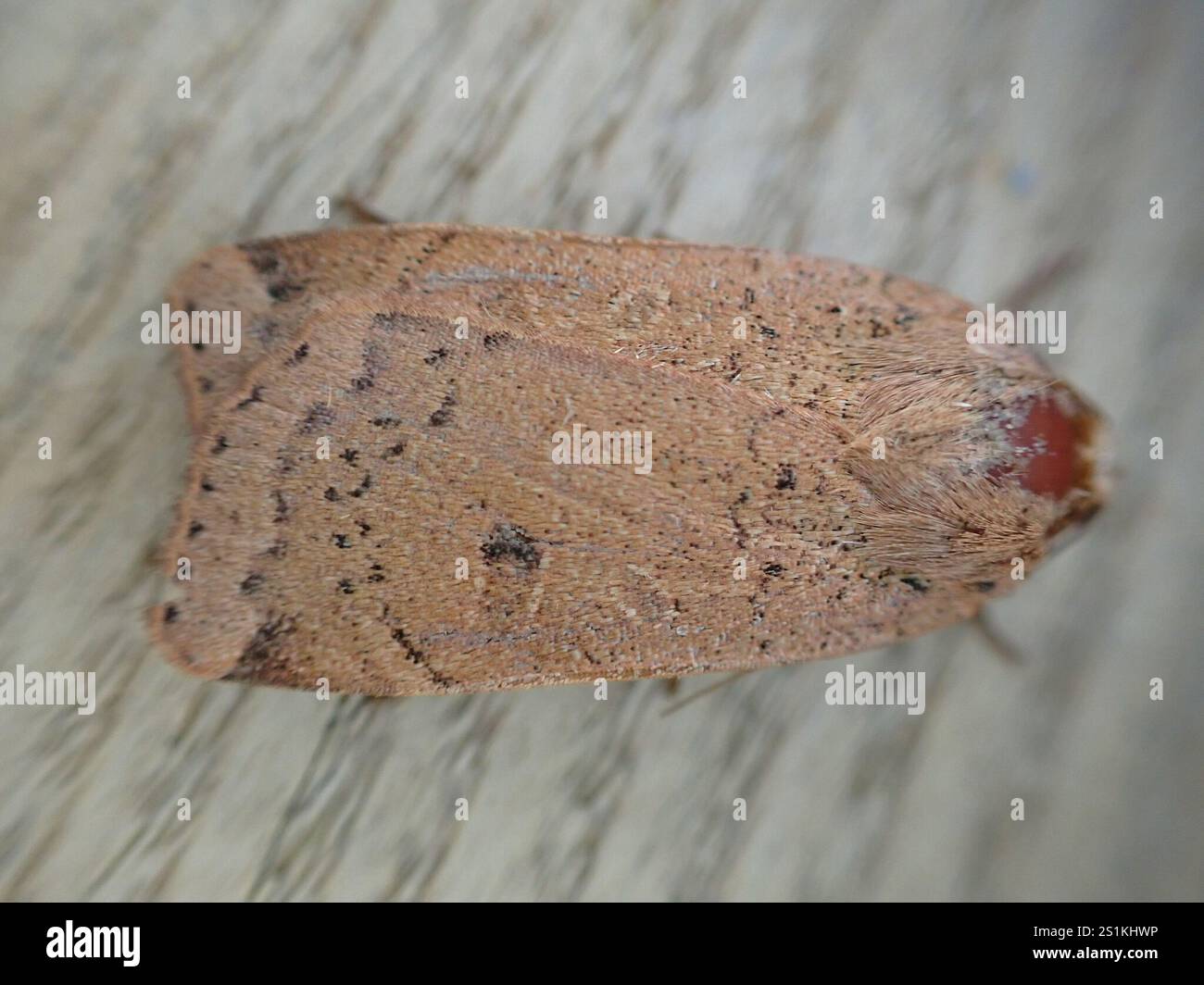 Lesser Yellow Underwing (Noctua comes Stock Photo - Alamy