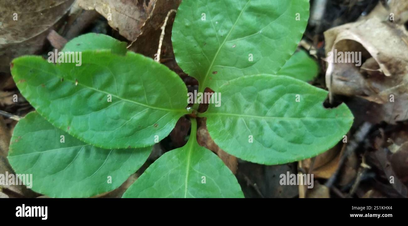 shinleaf (Pyrola elliptica Stock Photo - Alamy