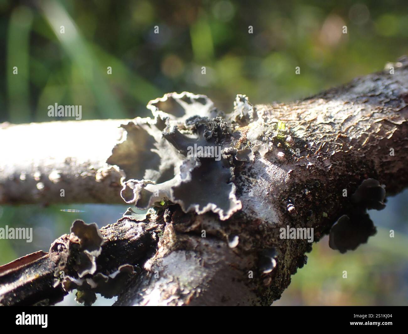 tree pelt lichen (Peltigera collina Stock Photo - Alamy