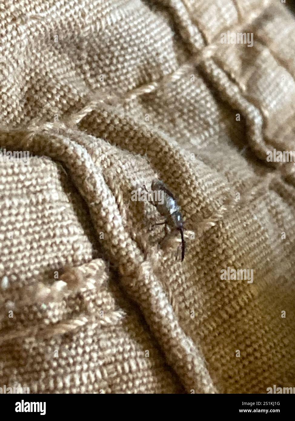 True Weevils (Curculionidae Stock Photo - Alamy