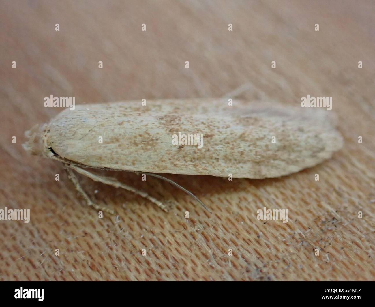 London Dowd (Blastobasis lacticolella Stock Photo - Alamy