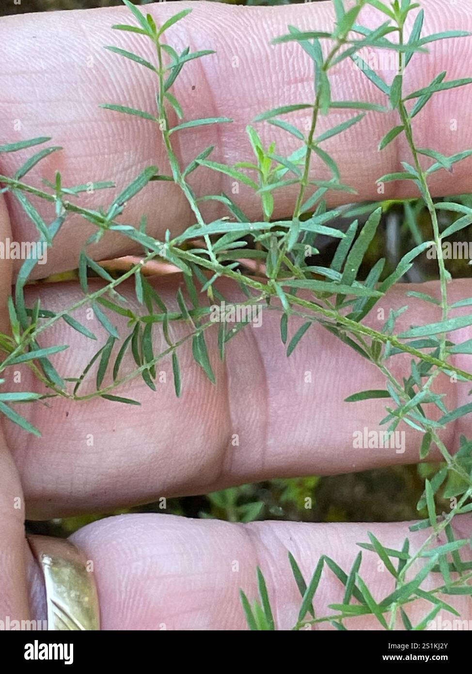 slender pinweed (Lechea tenuifolia Stock Photo - Alamy