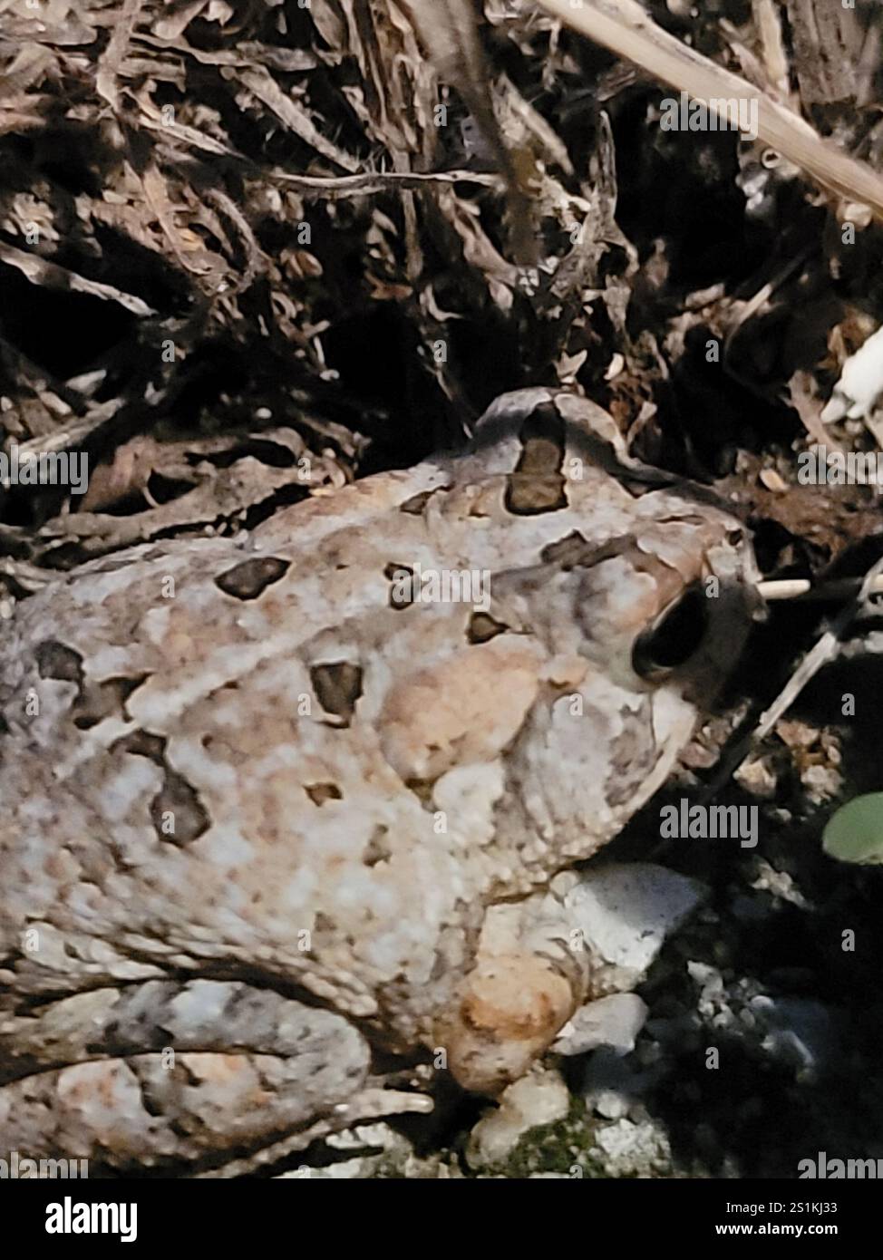 Southern Toad (Anaxyrus terrestris Stock Photo - Alamy