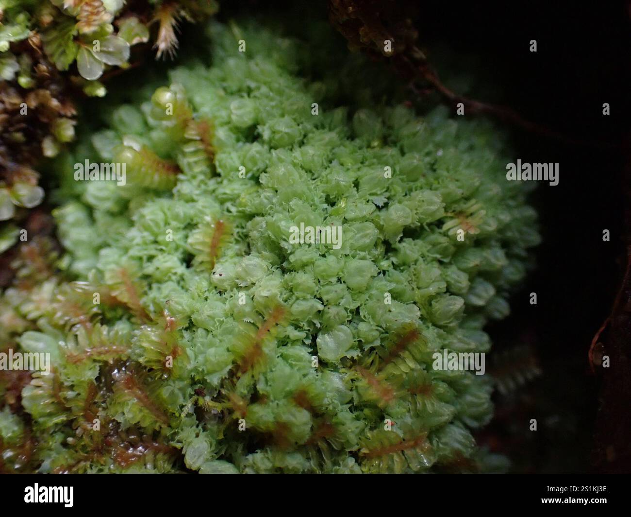 Jagged Notchwort (Schistochilopsis incisa Stock Photo - Alamy