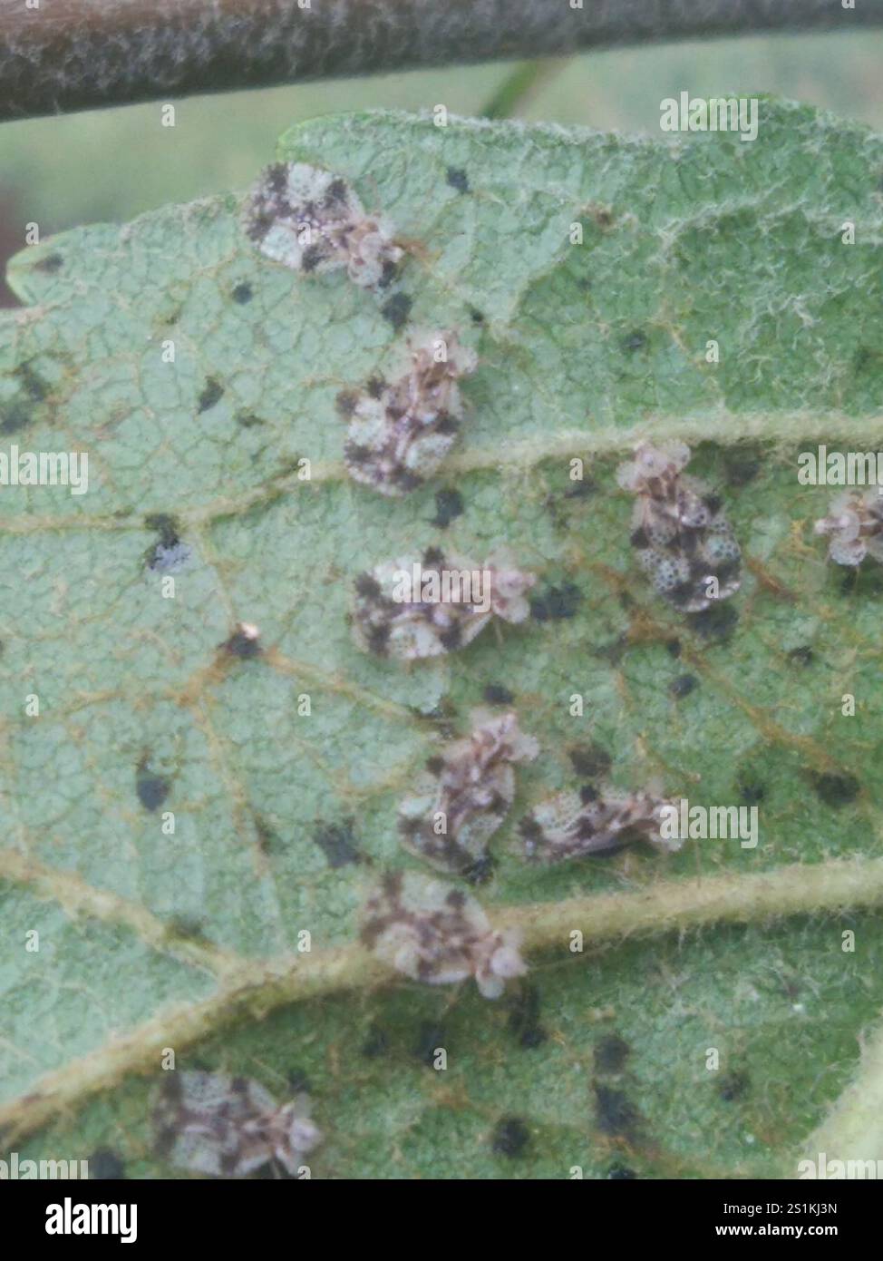 Pear Lace Bug (Stephanitis pyri Stock Photo - Alamy