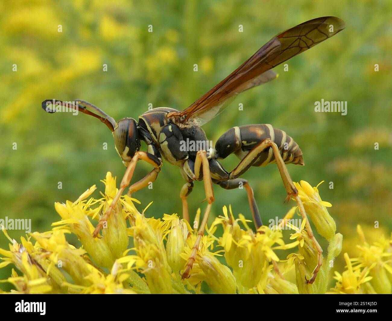 Northern Paper Wasp (Polistes fuscatus Stock Photo - Alamy