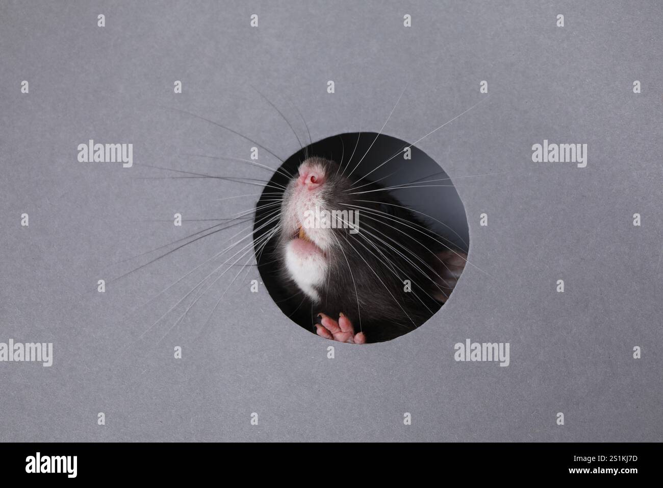 Cute rat looking through hole in grey paper sheet Stock Photo - Alamy