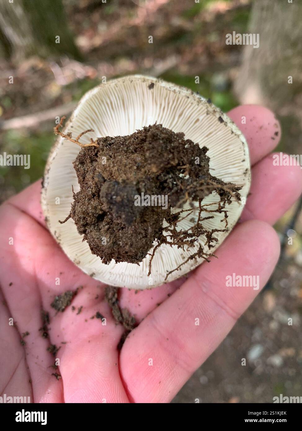 milk-white brittlegill (Russula delica Stock Photo - Alamy