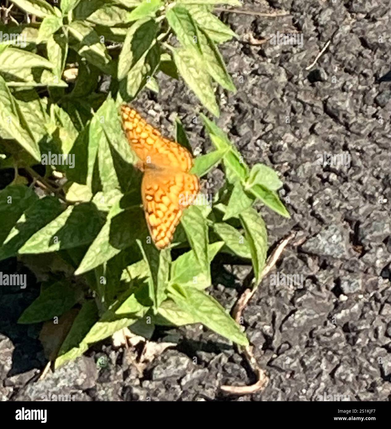 Variegated Fritillary (Euptoieta claudia Stock Photo - Alamy