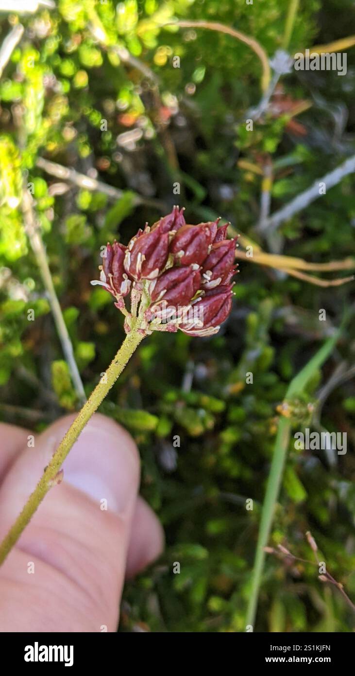 Sticky False Asphodel (Triantha glutinosa Stock Photo - Alamy