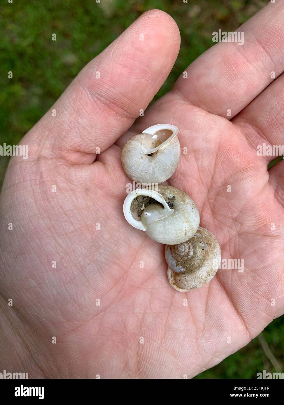 White-lip Globe Snail (Mesodon thyroidus Stock Photo - Alamy