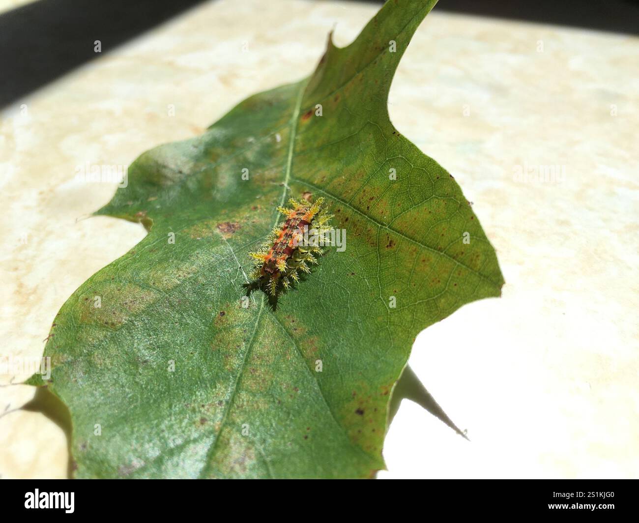 Spiny Oak-slug Moth (Euclea delphinii Stock Photo - Alamy