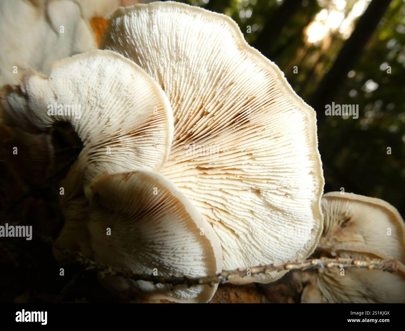 bear lentinus (Lentinellus ursinus Stock Photo - Alamy