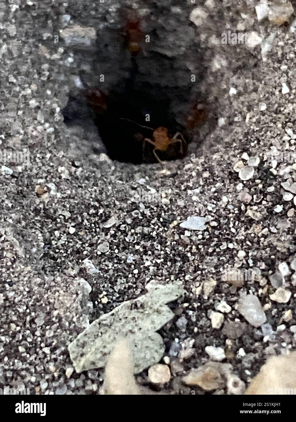 Yellow Pyramid Ant (Dorymyrmex flavus Stock Photo - Alamy