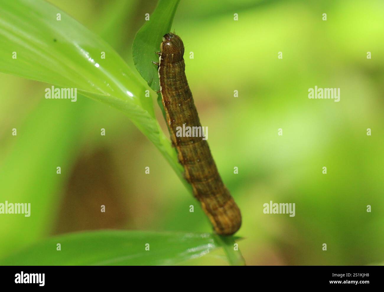 Oriental leafworm moth (Spodoptera litura Stock Photo - Alamy