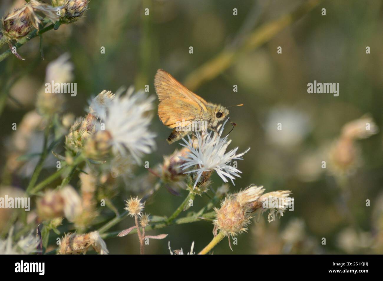 Woodland Skipper (Ochlodes sylvanoides Stock Photo - Alamy