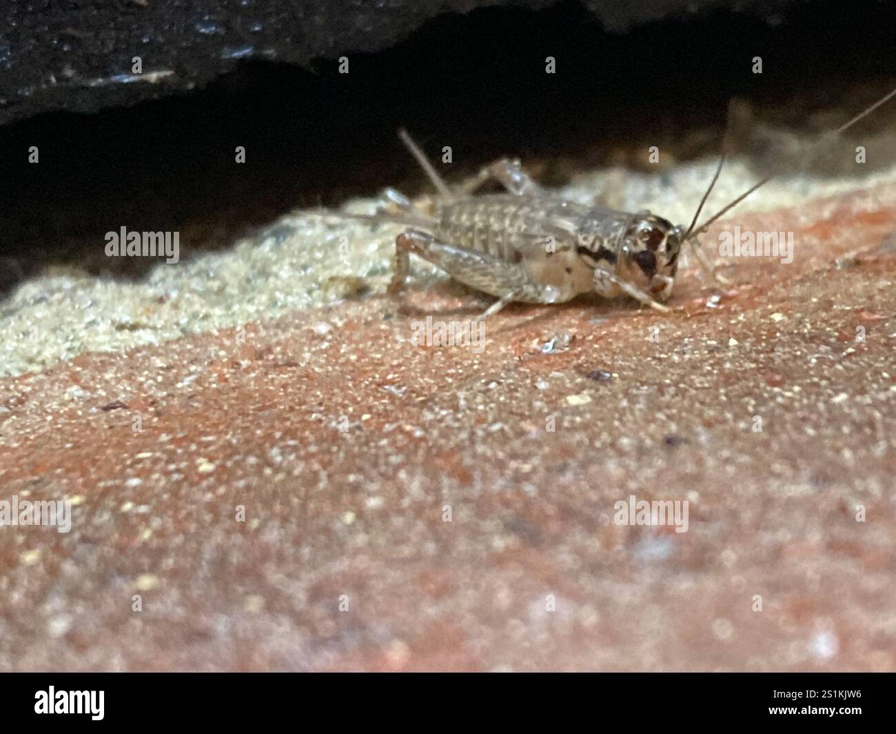Japanese Burrowing Cricket (Velarifictorus micado Stock Photo - Alamy