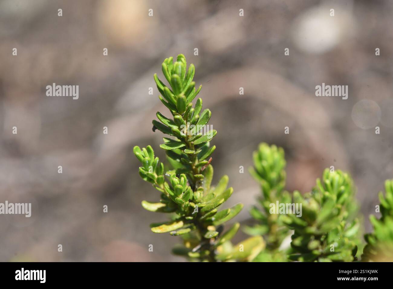 Yellow Mountain-heath (Phyllodoce glanduliflora Stock Photo - Alamy