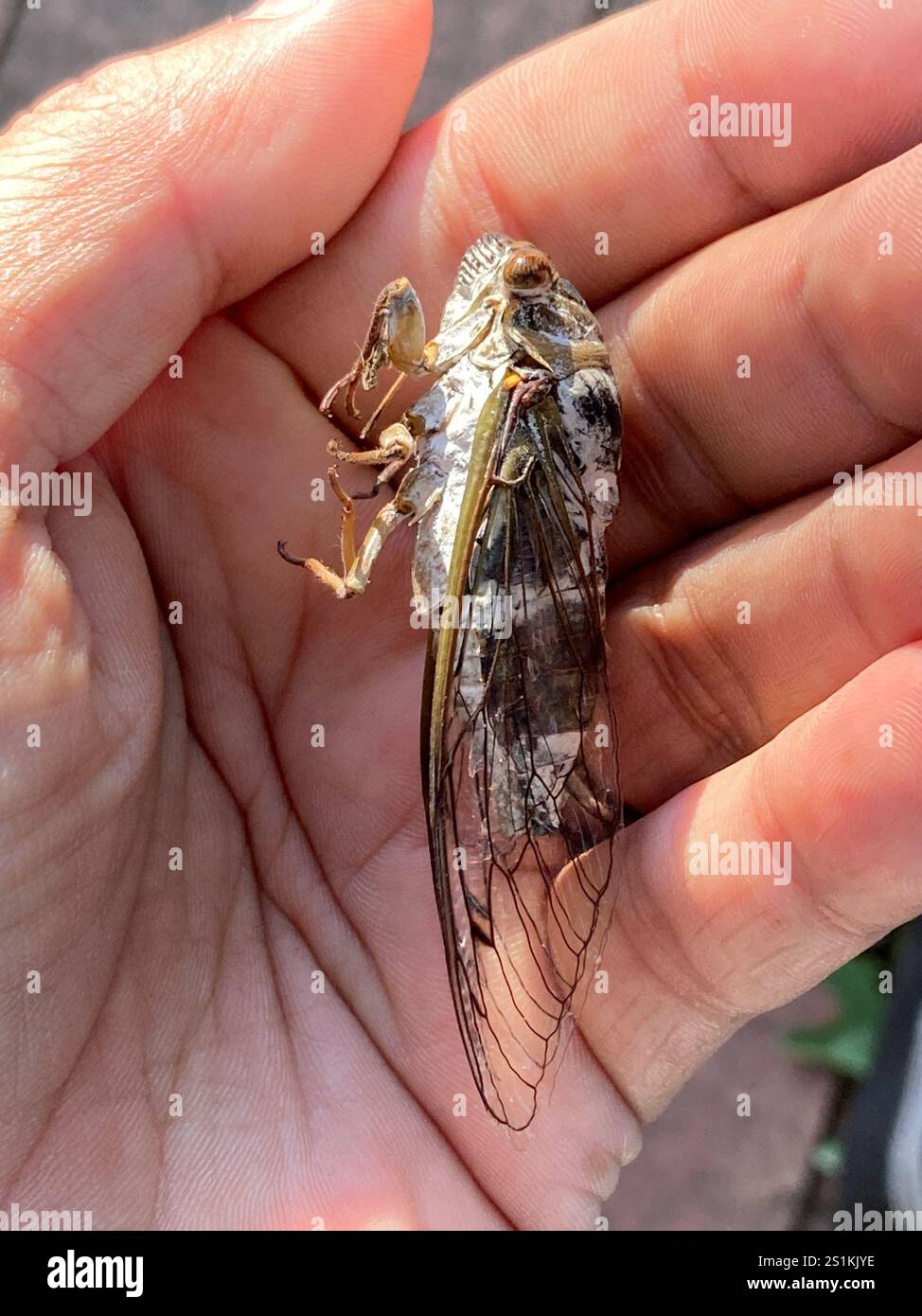 Northern Dusk-singing Cicada (Megatibicen grossa Stock Photo - Alamy