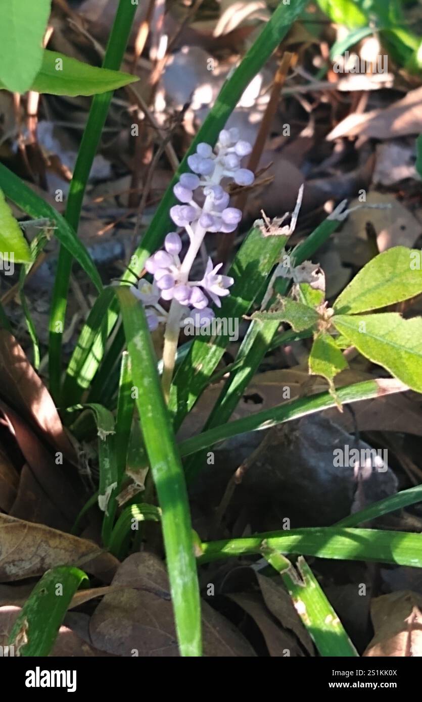 Creeping Lilyturf (Liriope spicata Stock Photo - Alamy