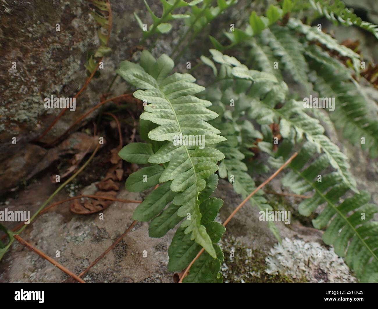 western polypody (Polypodium hesperium Stock Photo - Alamy