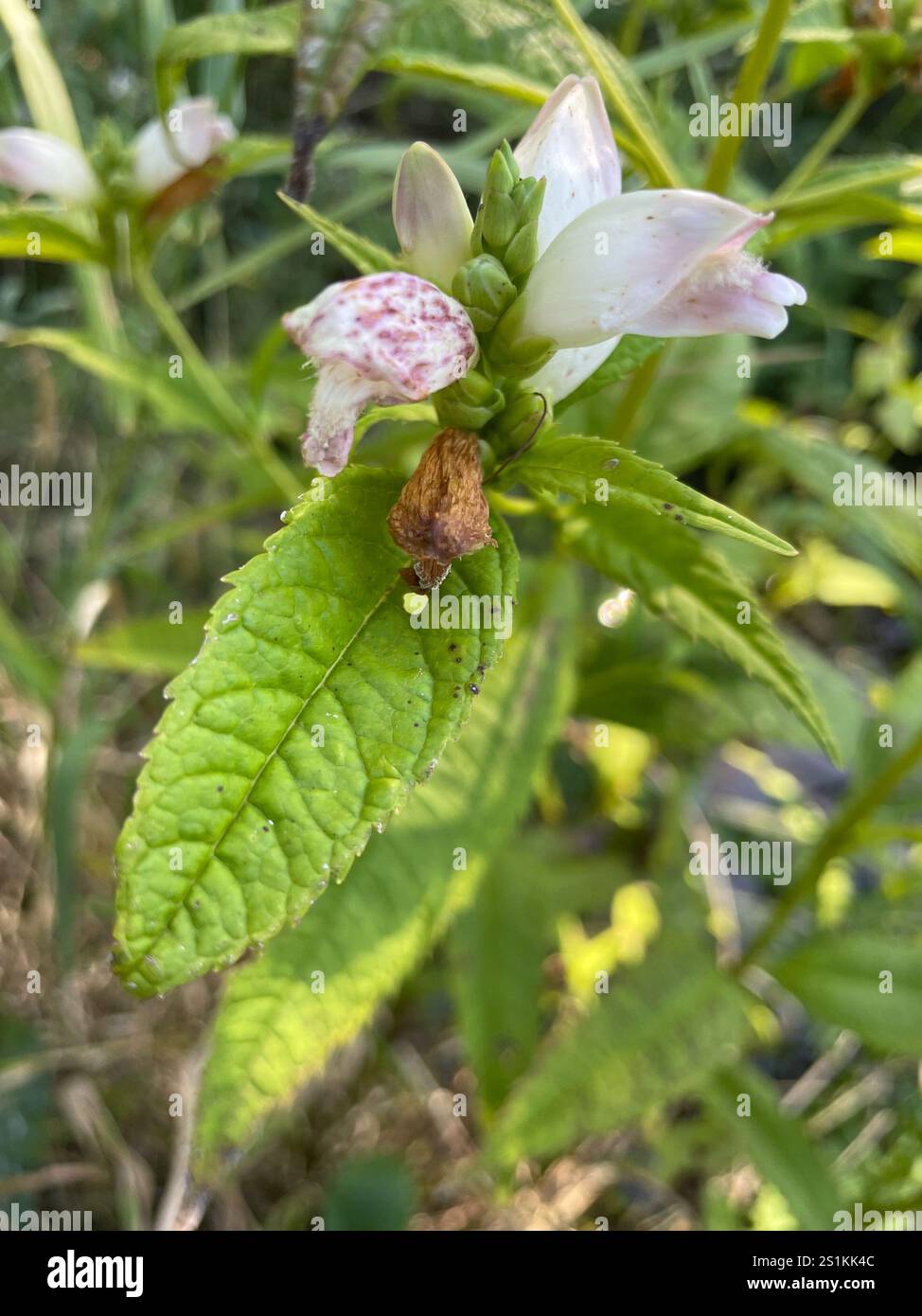 white turtlehead (Chelone glabra Stock Photo - Alamy