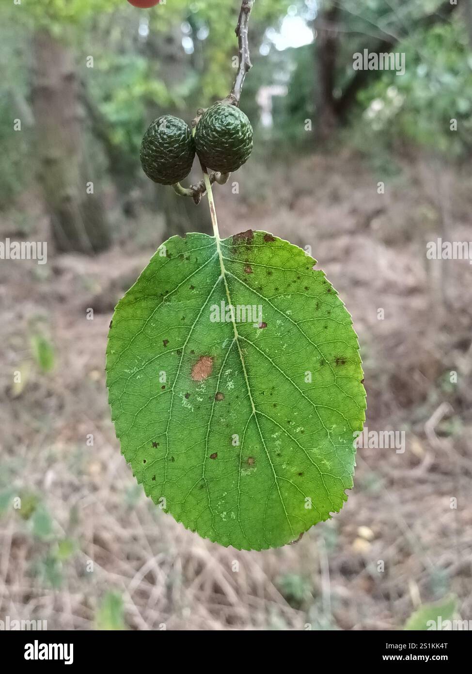 Italian alder (Alnus cordata Stock Photo - Alamy