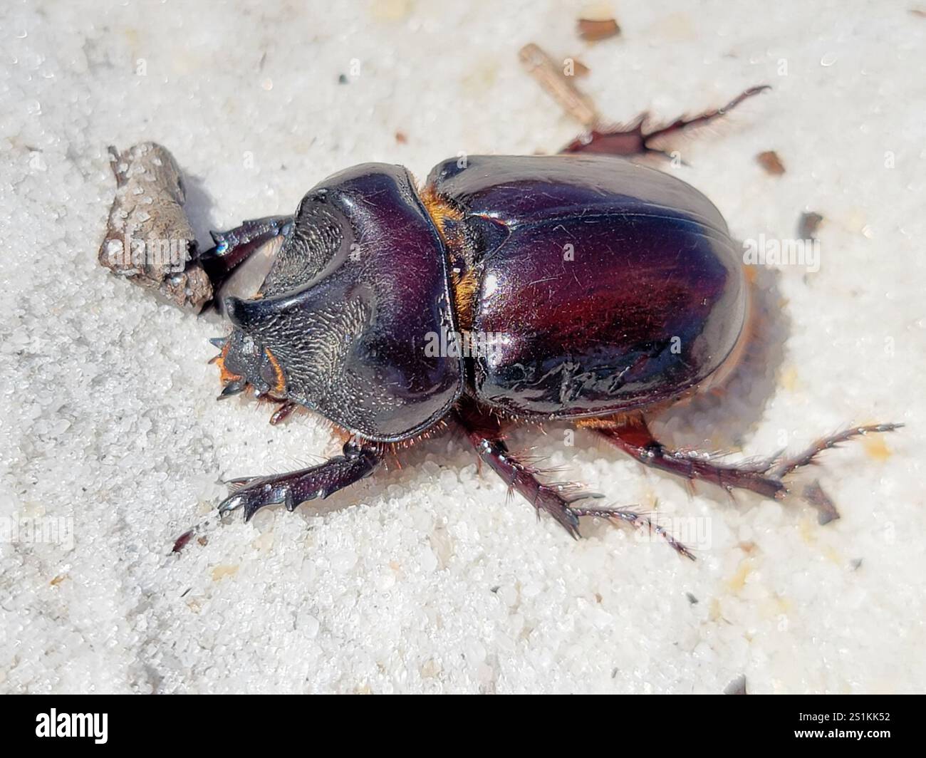 Ox Beetles (Strategus Stock Photo - Alamy