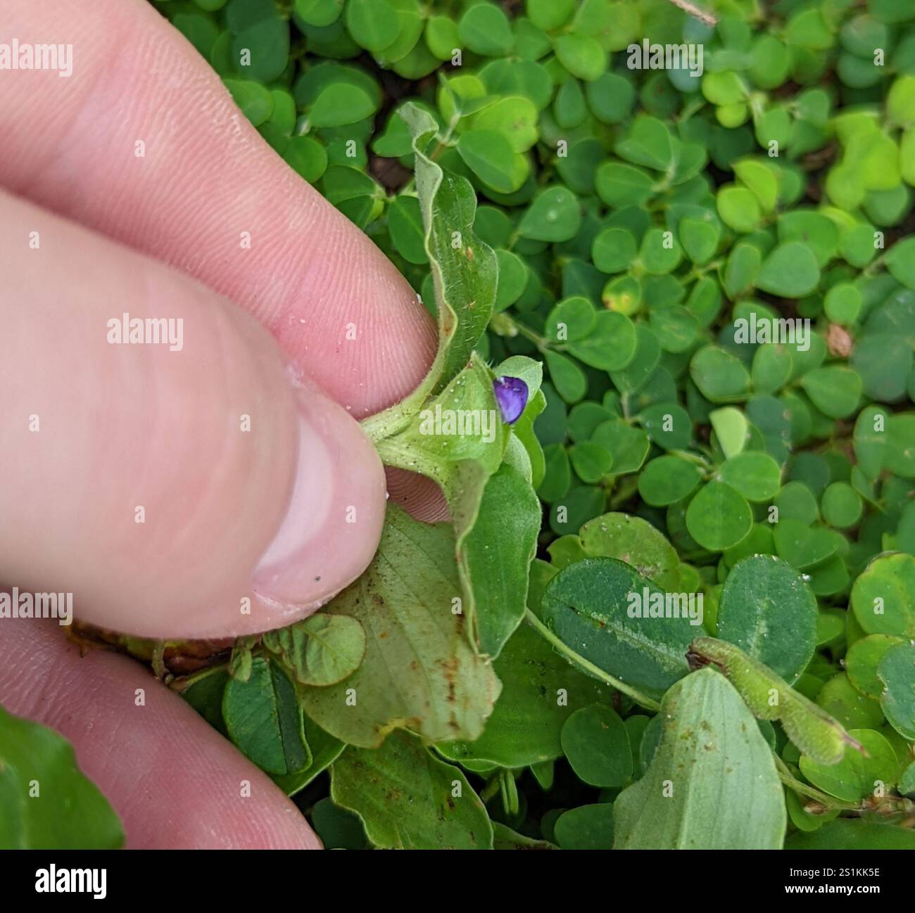 tropical spiderwort (Commelina benghalensis Stock Photo - Alamy