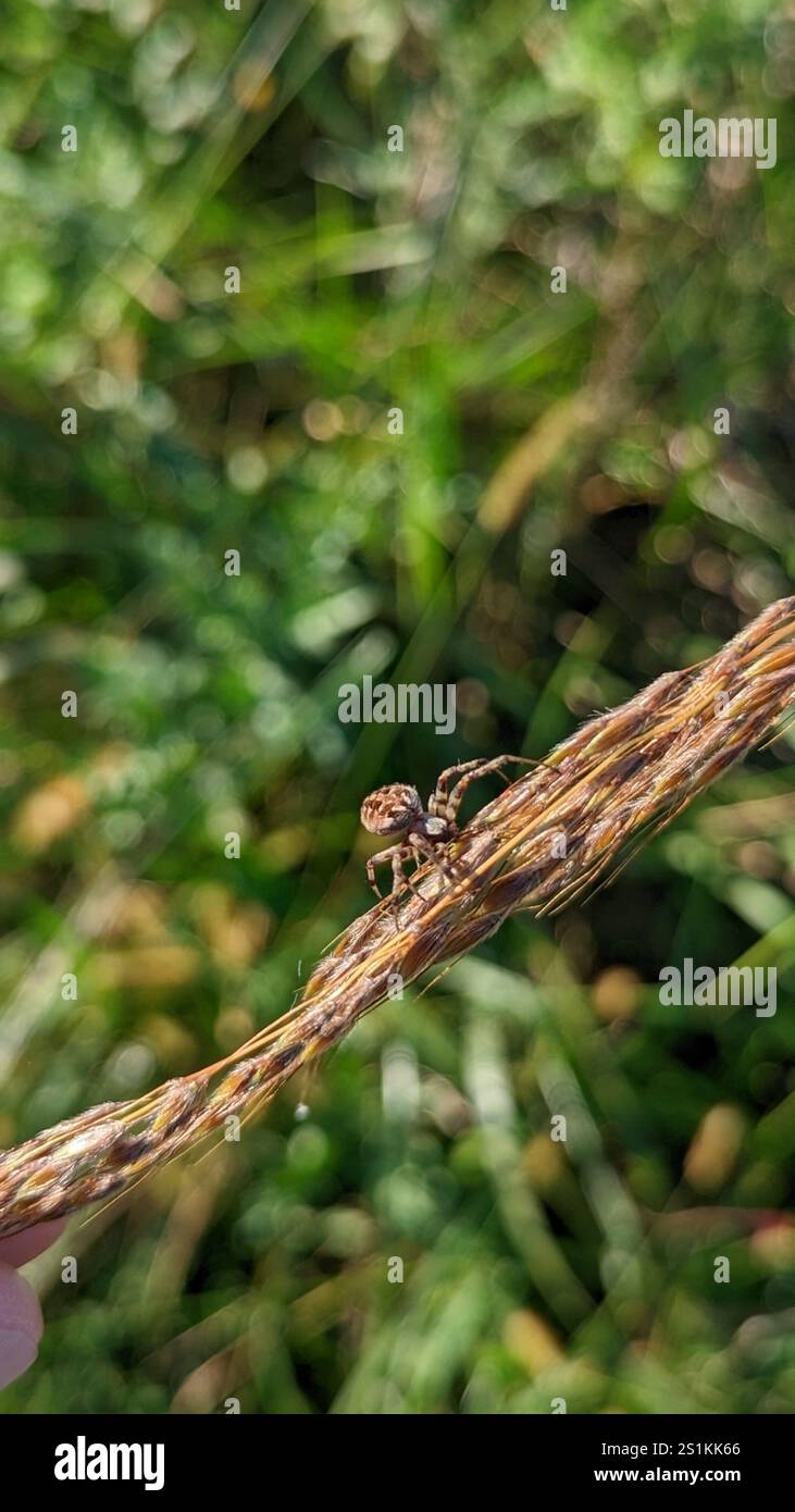 Arabesque Orbweaver (Neoscona arabesca Stock Photo - Alamy