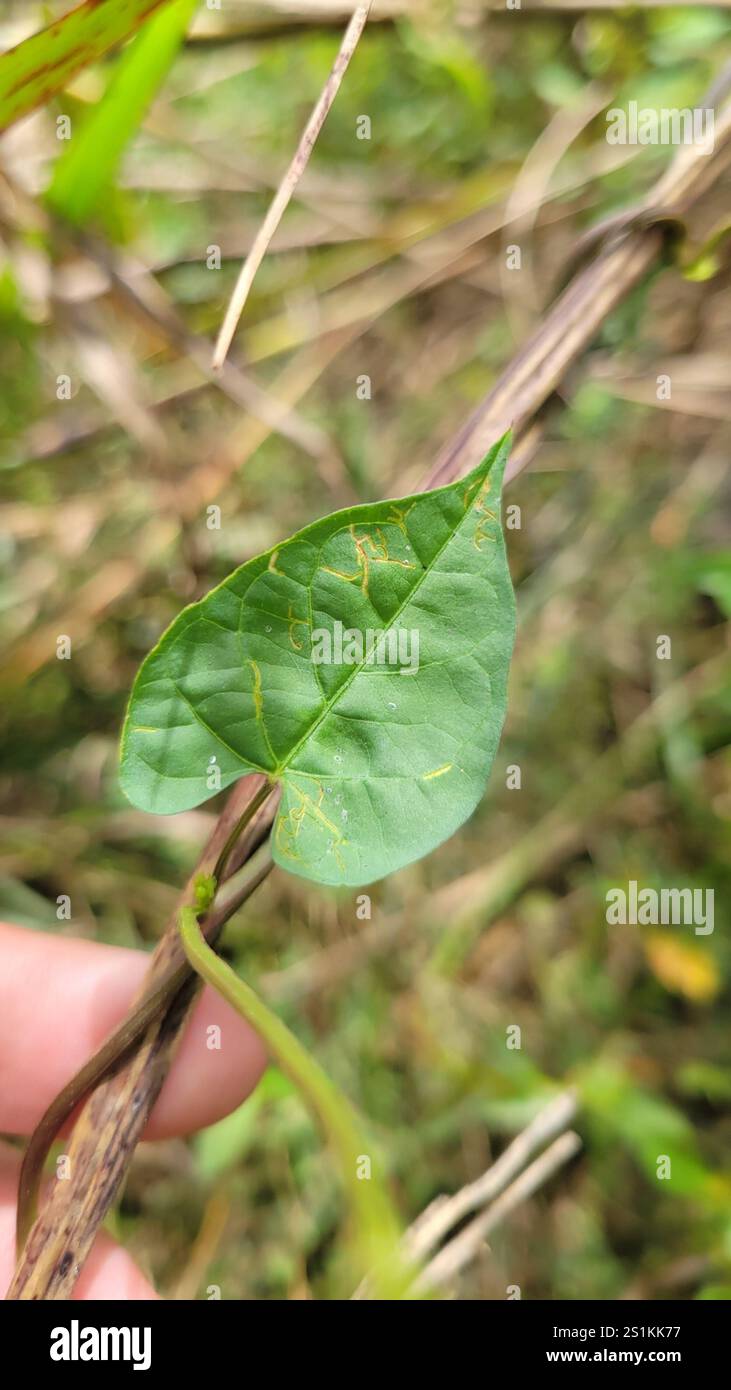 red morning glory (Ipomoea coccinea Stock Photo - Alamy