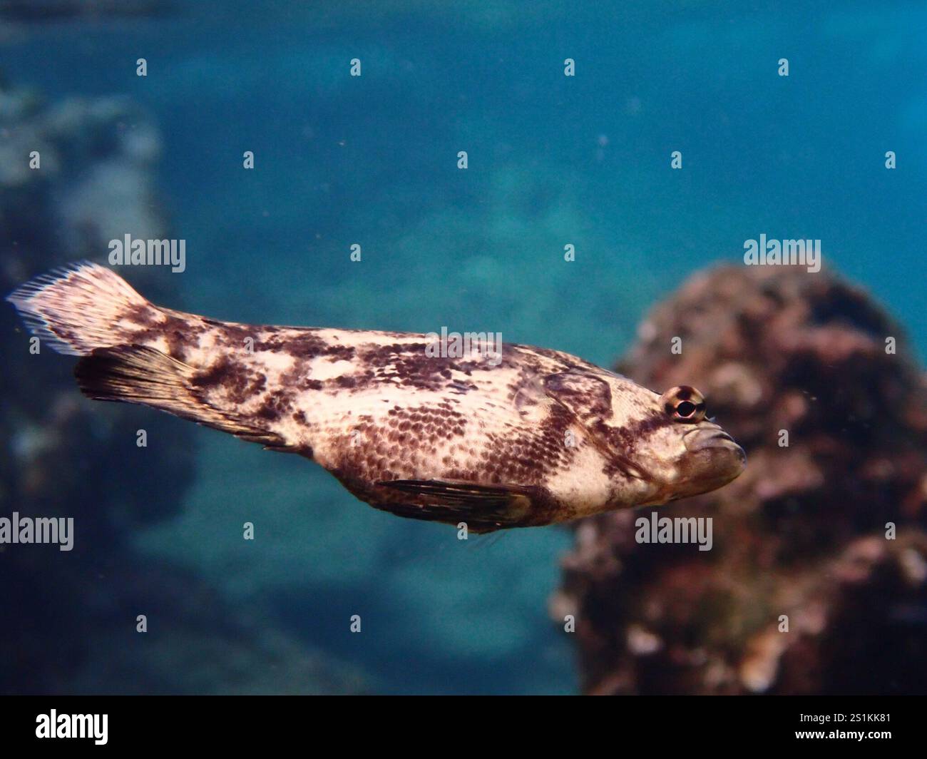 Atlantic Tripletail (Lobotes surinamensis Stock Photo - Alamy