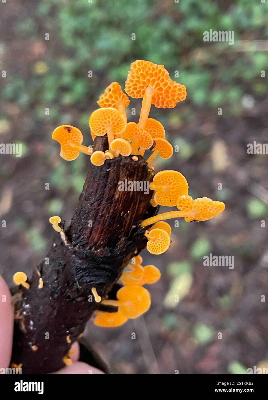 orange pore fungus (Favolaschia claudopus Stock Photo - Alamy