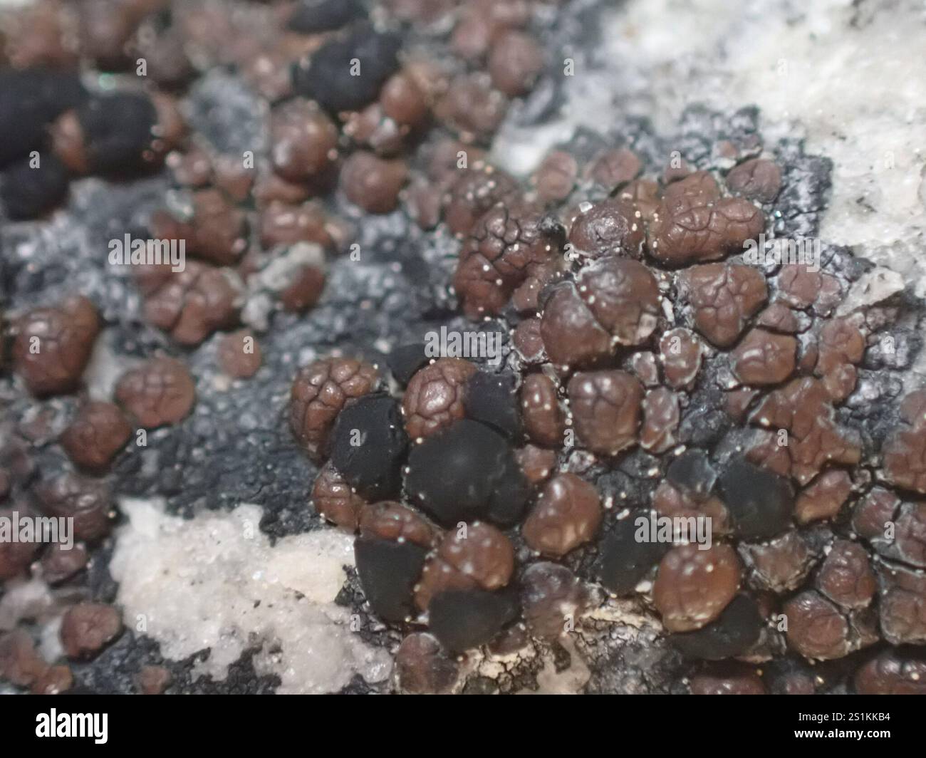 Scale lichens hi-res stock photography and images - Alamy