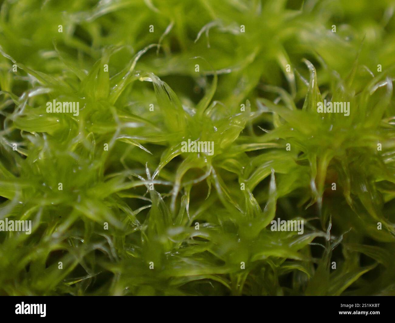 Yellow-green Rock Moss (Racomitrium heterostichum Stock Photo - Alamy