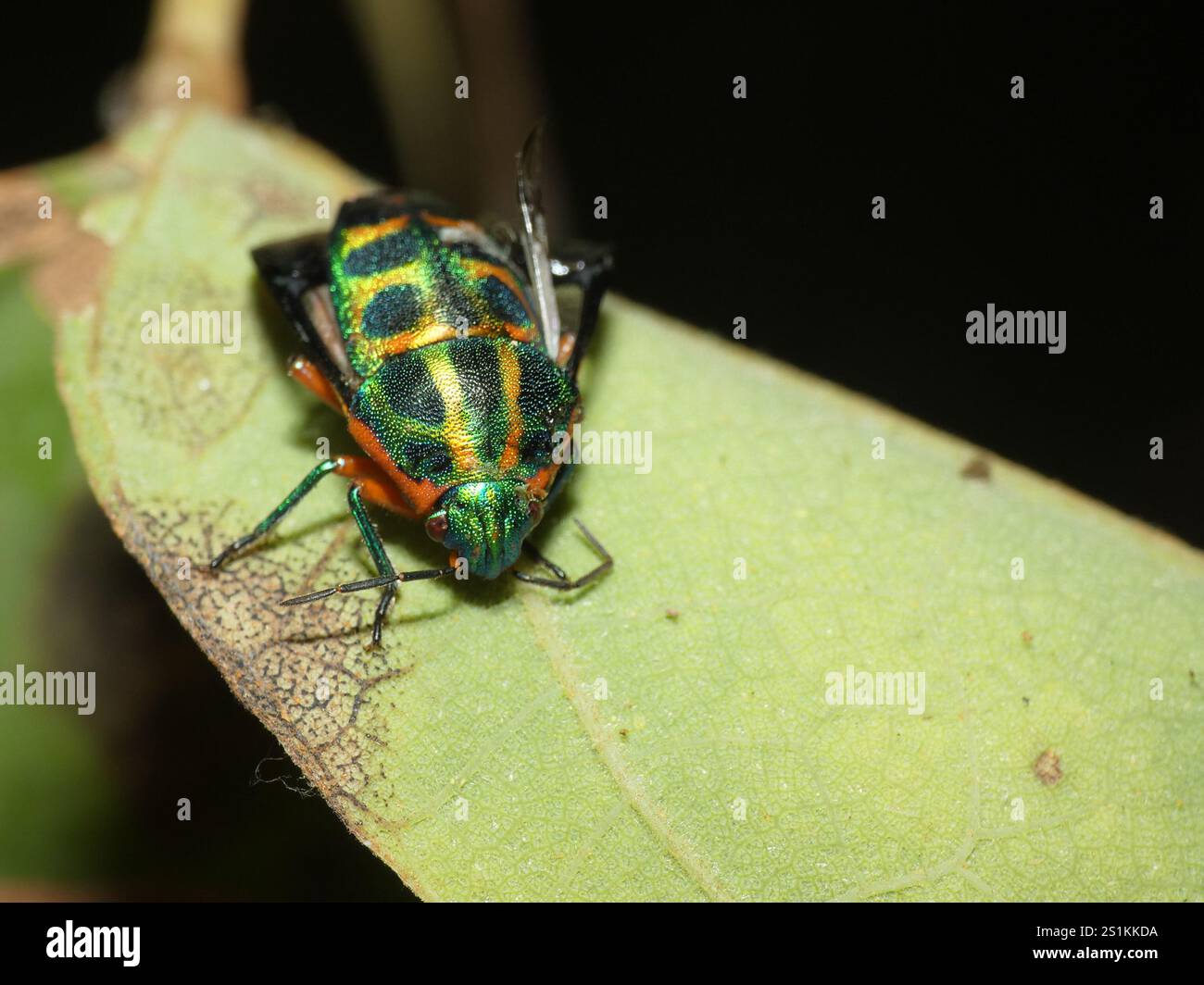 Rainbow Shield Bug (Calidea dregii Stock Photo - Alamy