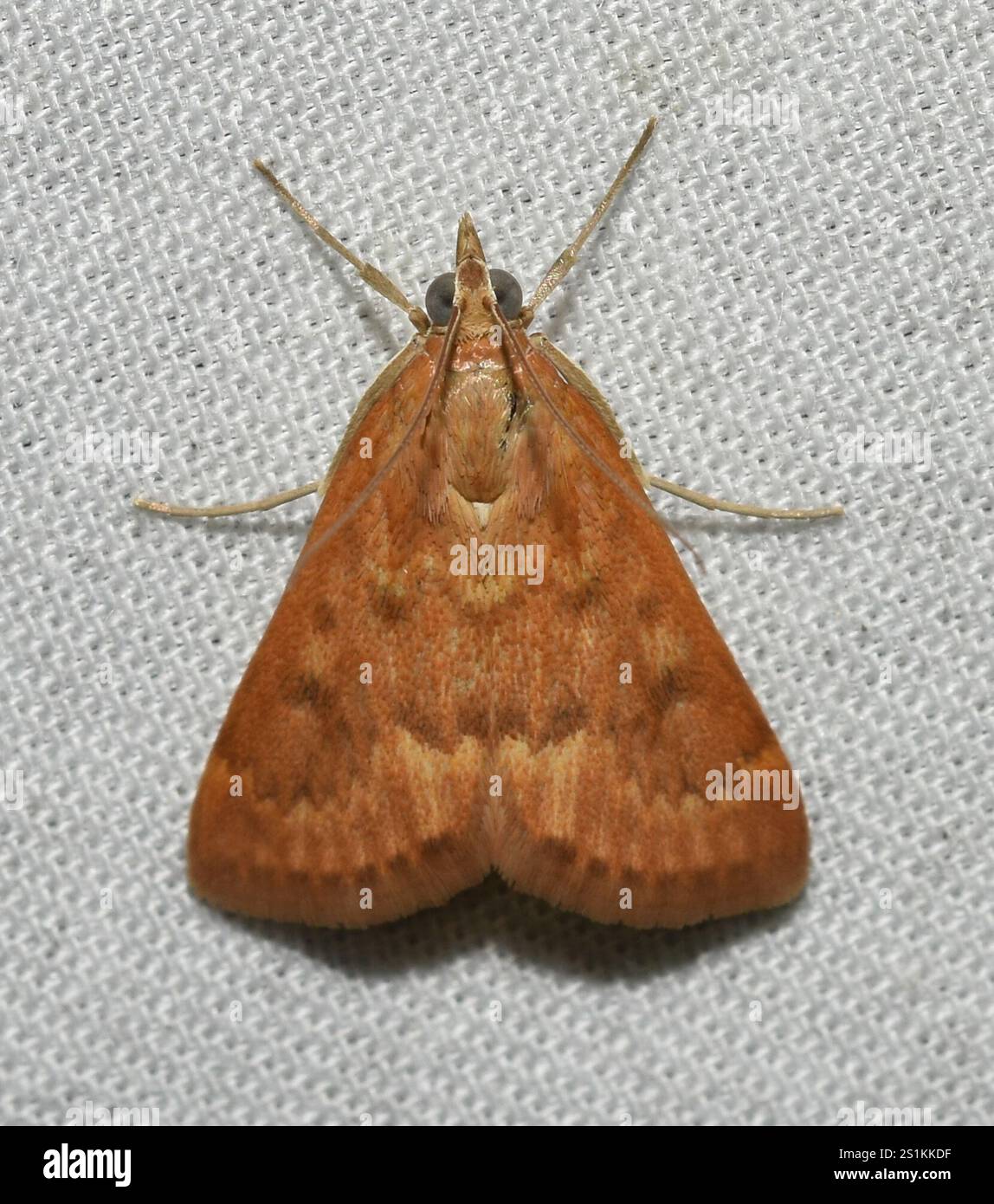 Garden Webworm Moth (Achyra rantalis Stock Photo - Alamy