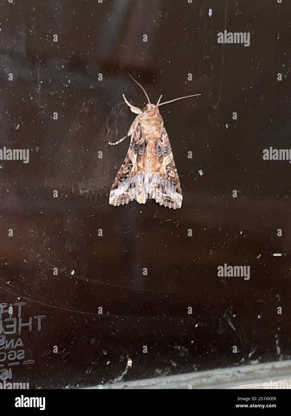 Yellow-striped Armyworm Moth (Spodoptera ornithogalli Stock Photo - Alamy
